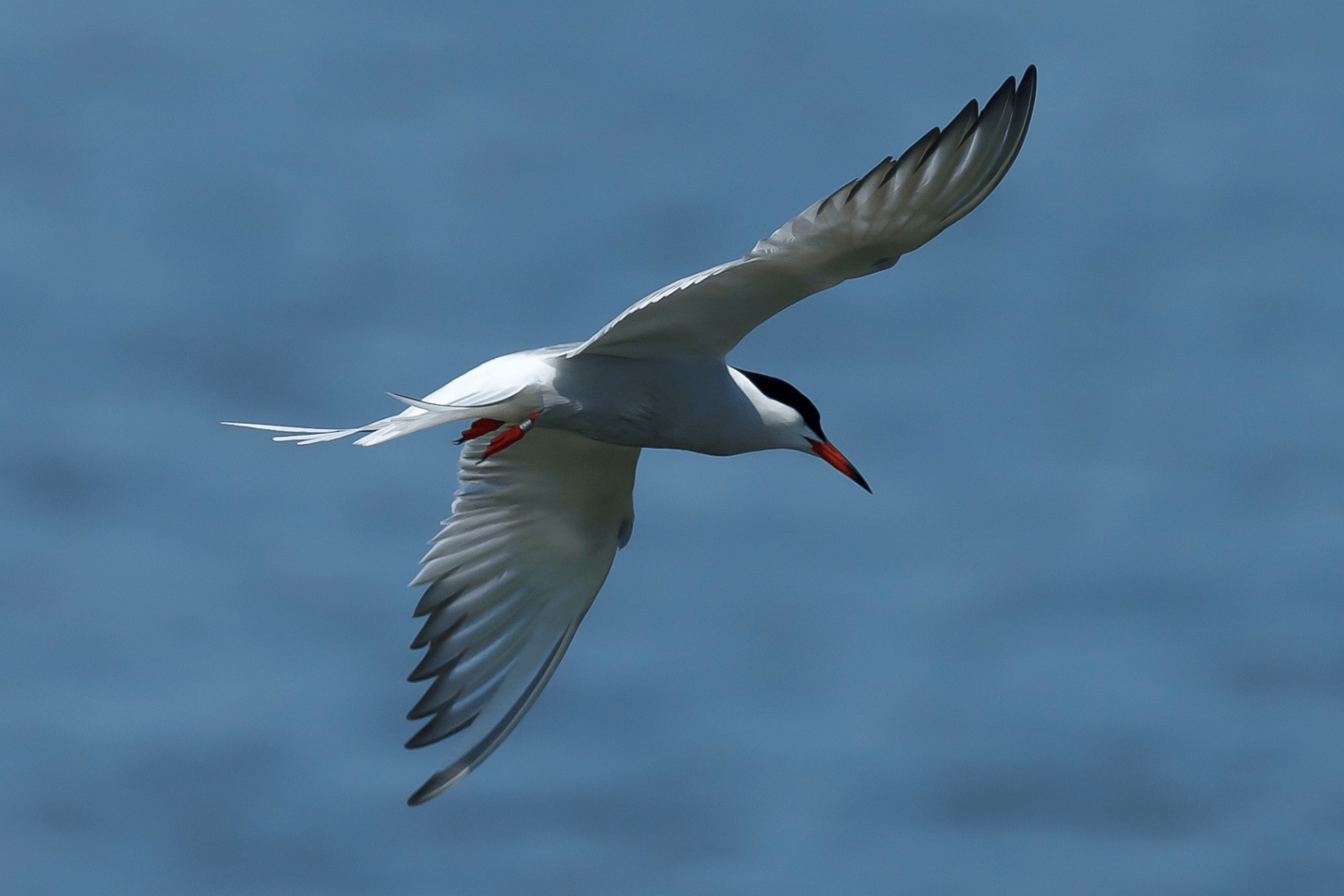 New Study Exploring Birds’ “Magnetic Sense” Sparks Debate - Modern Sciences