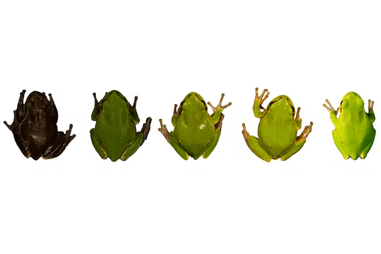 Chernobyl black frogs reveal evolution in action - Modern Sciences