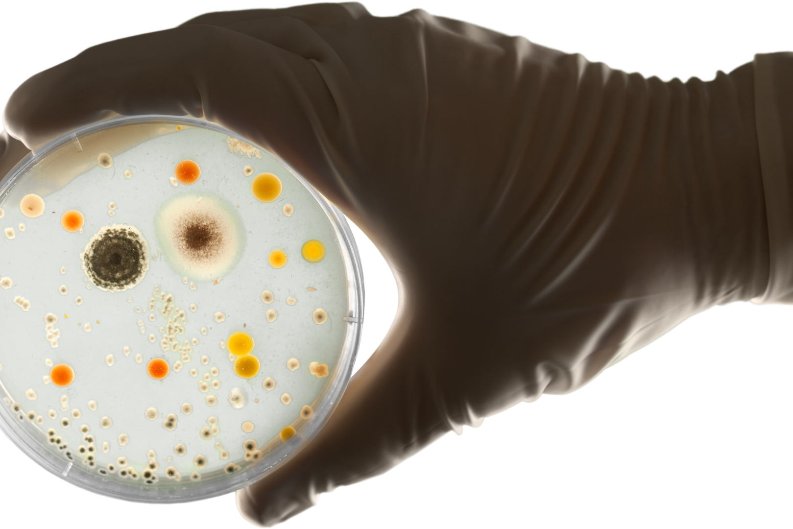 Genetically engineered bacteria make living materials for self ...