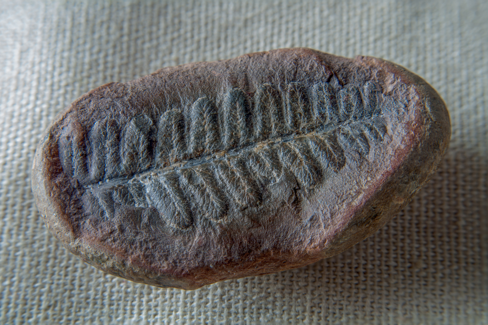 Exquisite new fossils from South Africa offer a glimpse into a thriving ...