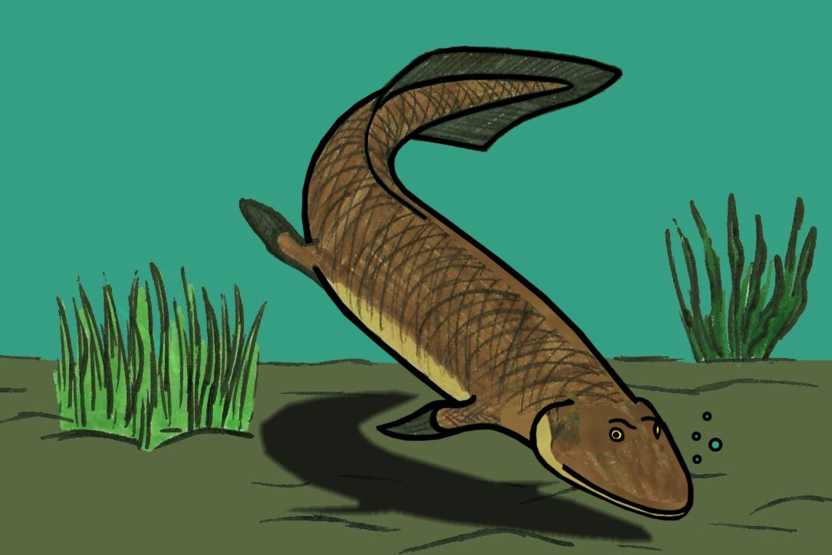 How fish evolved to walk – and in one case, turned into humans - Modern Sciences