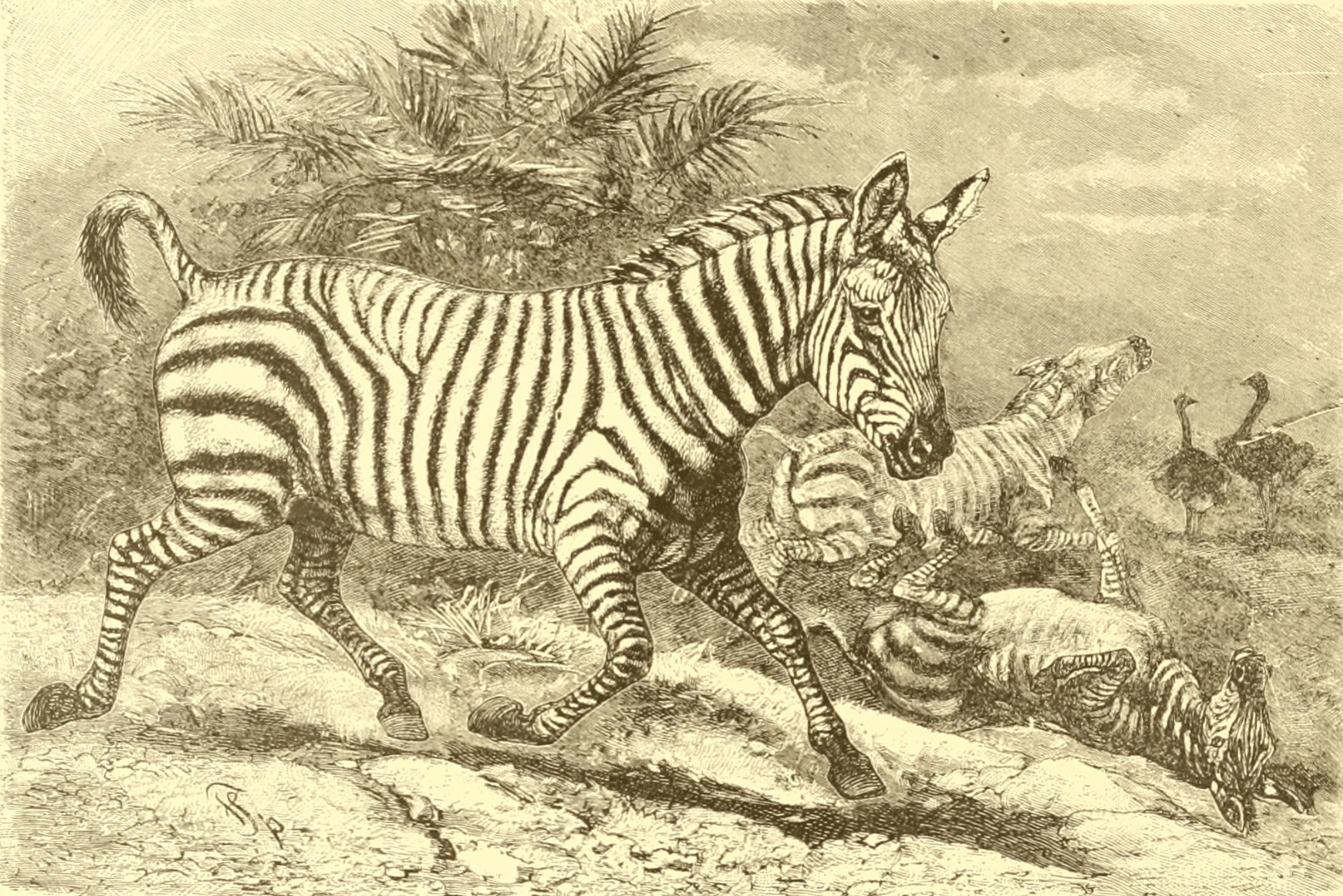New discovery: fossilised giant zebra tracks found in South Africa - Modern Sciences