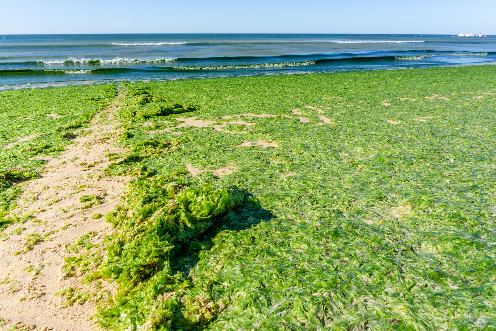 Heading to a beach this summer? Here’s how to keep harmful algae blooms ...
