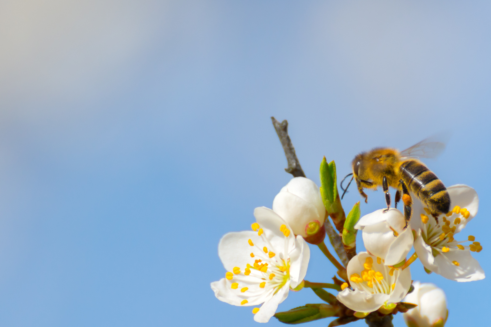 Bees are astonishingly good at making decisions – and our computer ...