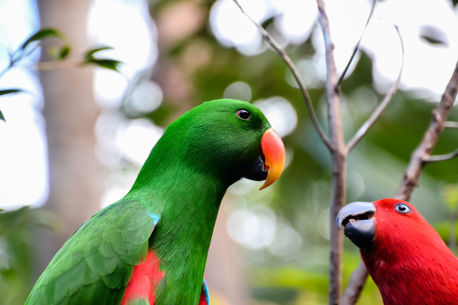 Birds’ Evolutionary Response to Global Warming Unveiled in Study ...