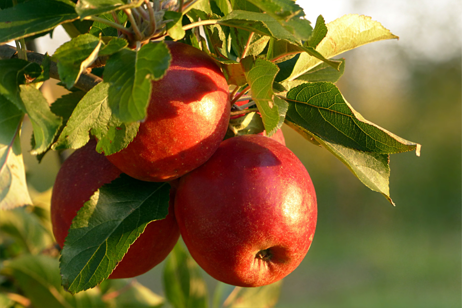 Scientists Found a Gene Mutation Linked to ‘Weeping’ Apple Tree ...