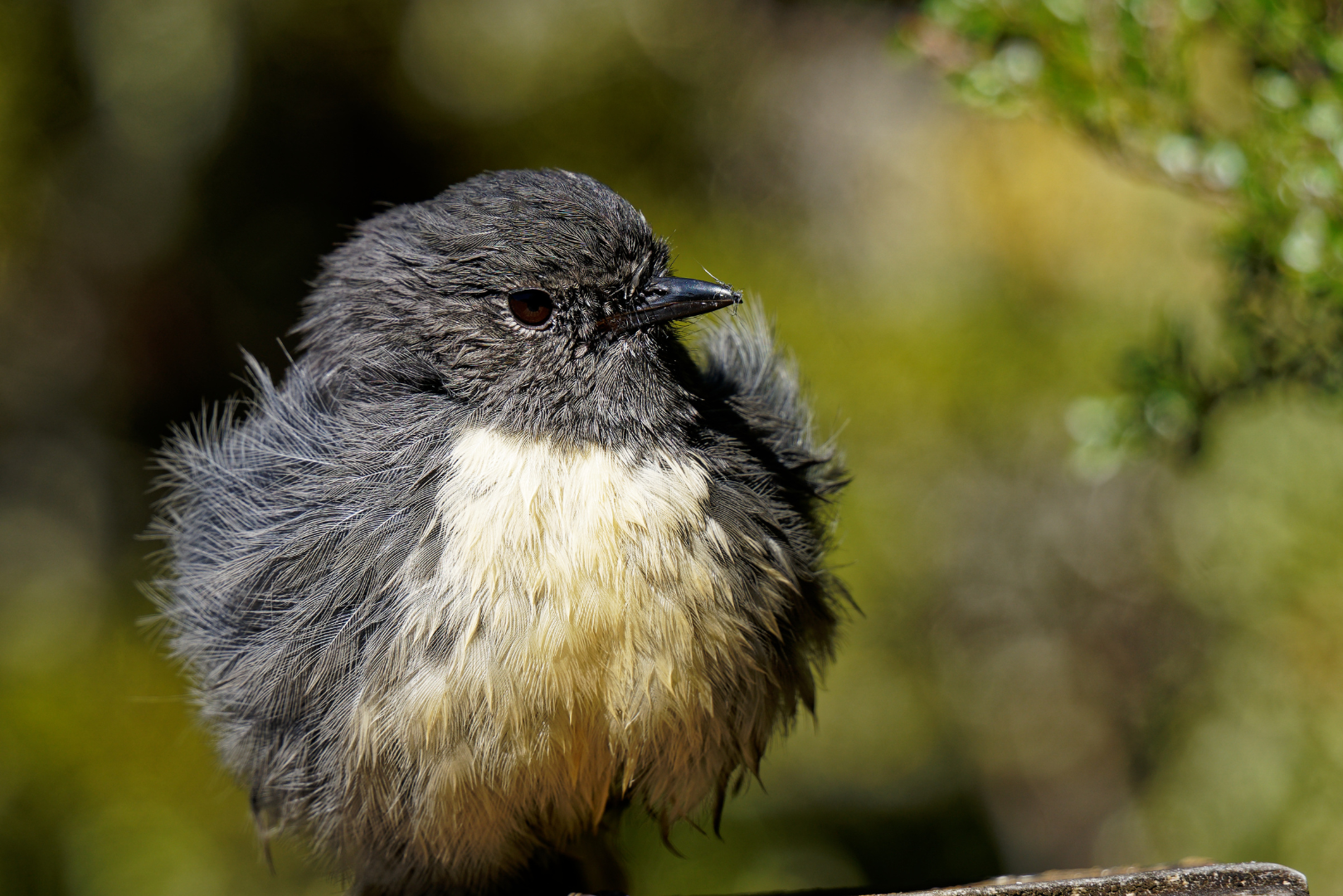 Crowd-sourced science sheds light on how new species form across space ...