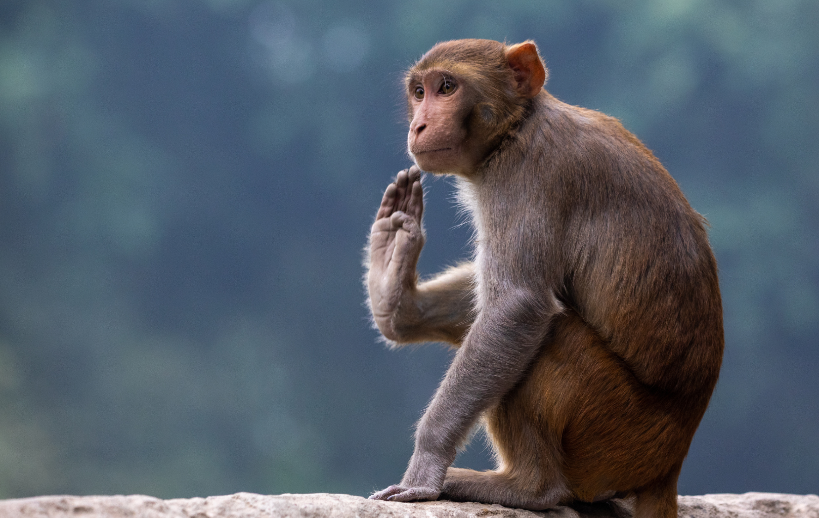 Genetic Study Reveals Ancient Ancestral Change Linked to Human Tail ...