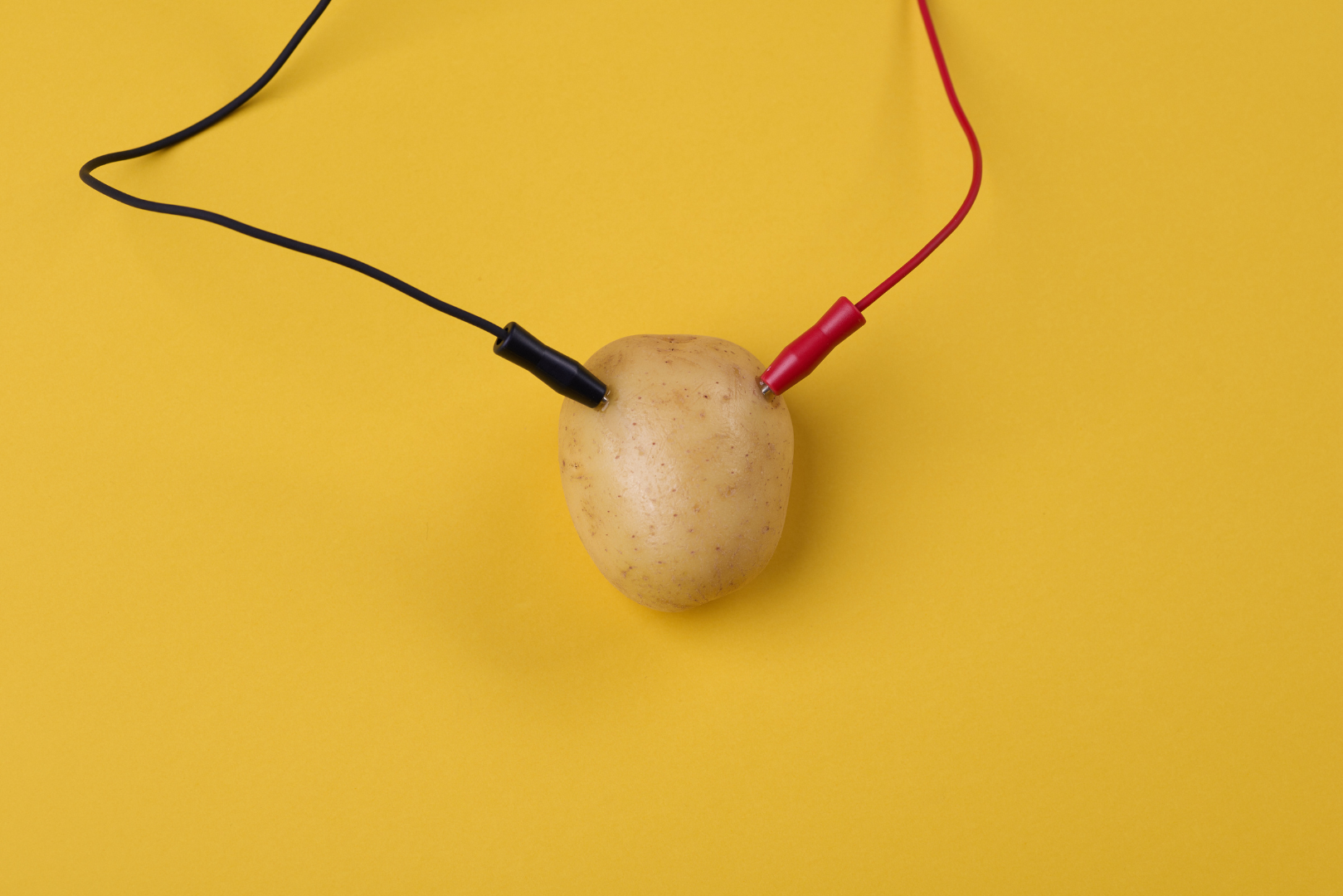 Potato plant radiation sensors could one day monitor radiation in areas ...