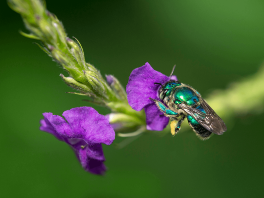 Chernobyl black frogs reveal evolution in action - Modern Sciences