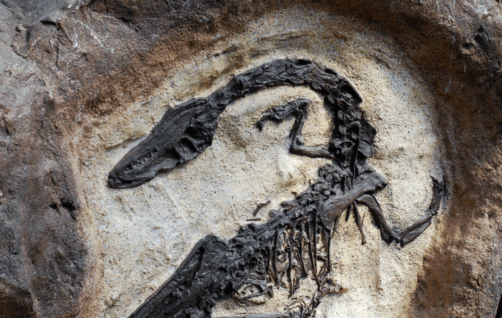 The Bone Wars: How a Bitter Rivalry Gave the Spotlight to Paleontology ...