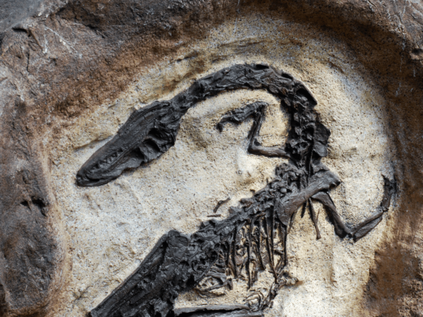 Supersaurus May Have Been the Longest Dinosaur to Have Ever Lived ...