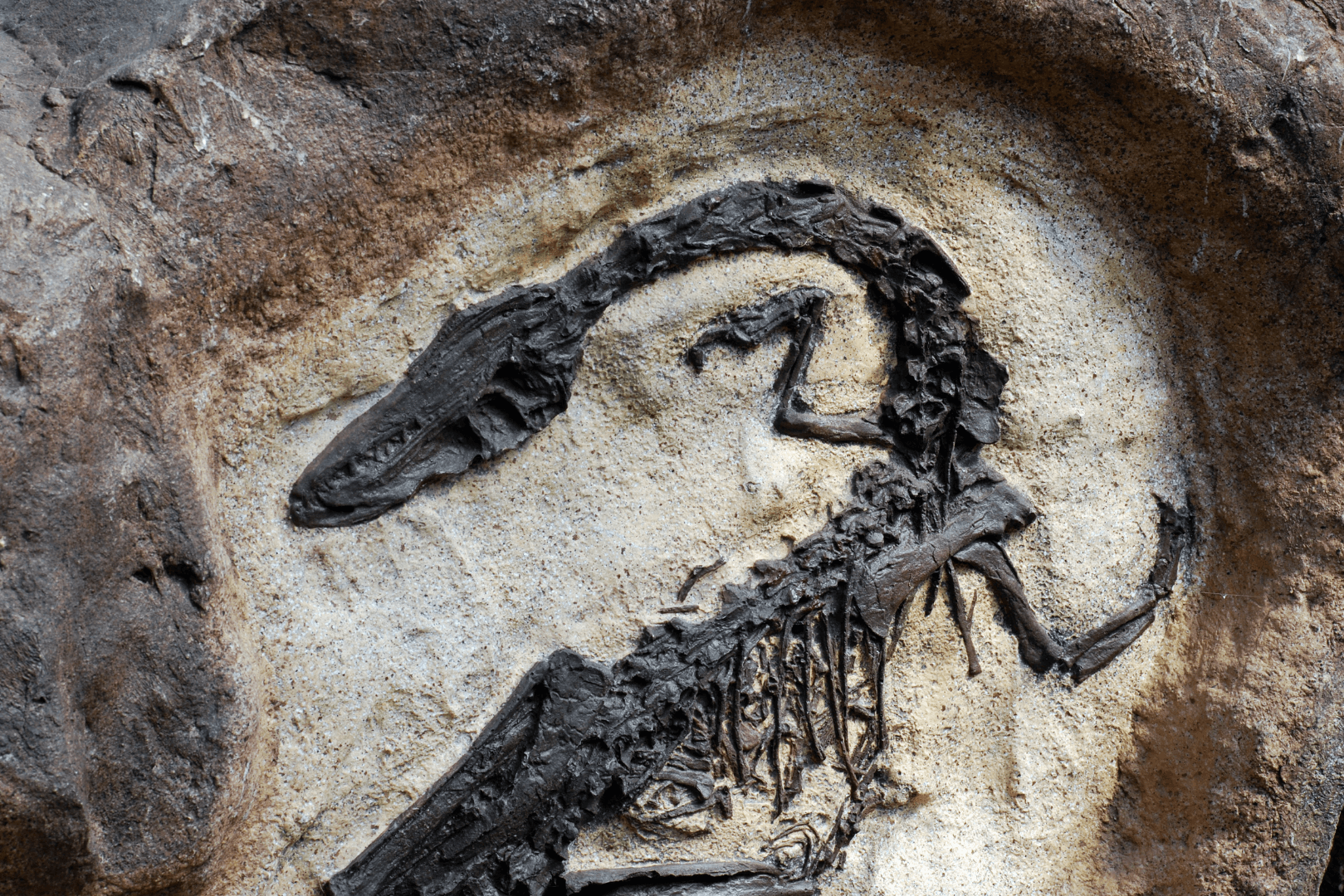 The Bone Wars: How a Bitter Rivalry Gave the Spotlight to Paleontology ...