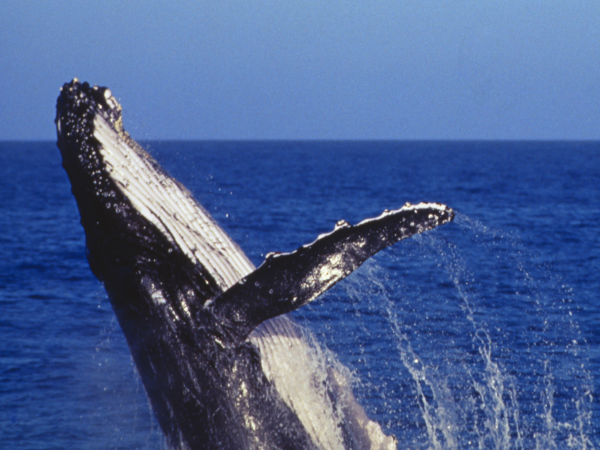 What if the dinosaurs hadn’t gone extinct? Why our world might look very different - Modern Sciences