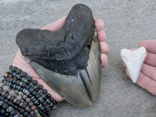 Australia’s Miocene Fossil “Trove” Reveals Its Tropical Past - Modern ...