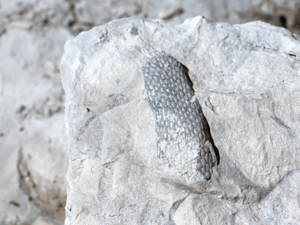 “Davemaoite”: New Mineral Found Inside a Deep-Earth Diamond After Years ...