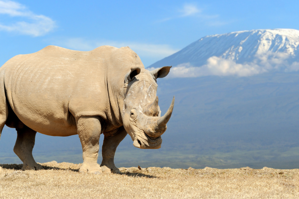 Researchers Have Mapped Out the Rhino Family Tree - Modern Sciences
