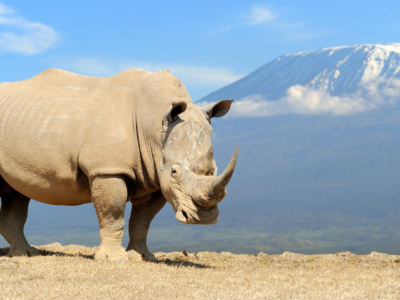 What if the dinosaurs hadn’t gone extinct? Why our world might look very different - Modern Sciences