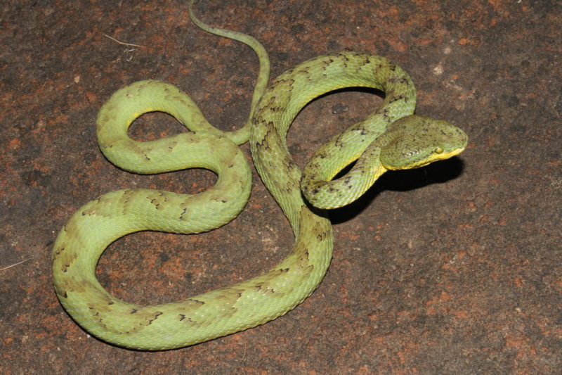 Two New Pit Viper Species Found In Asia - Modern Sciences
