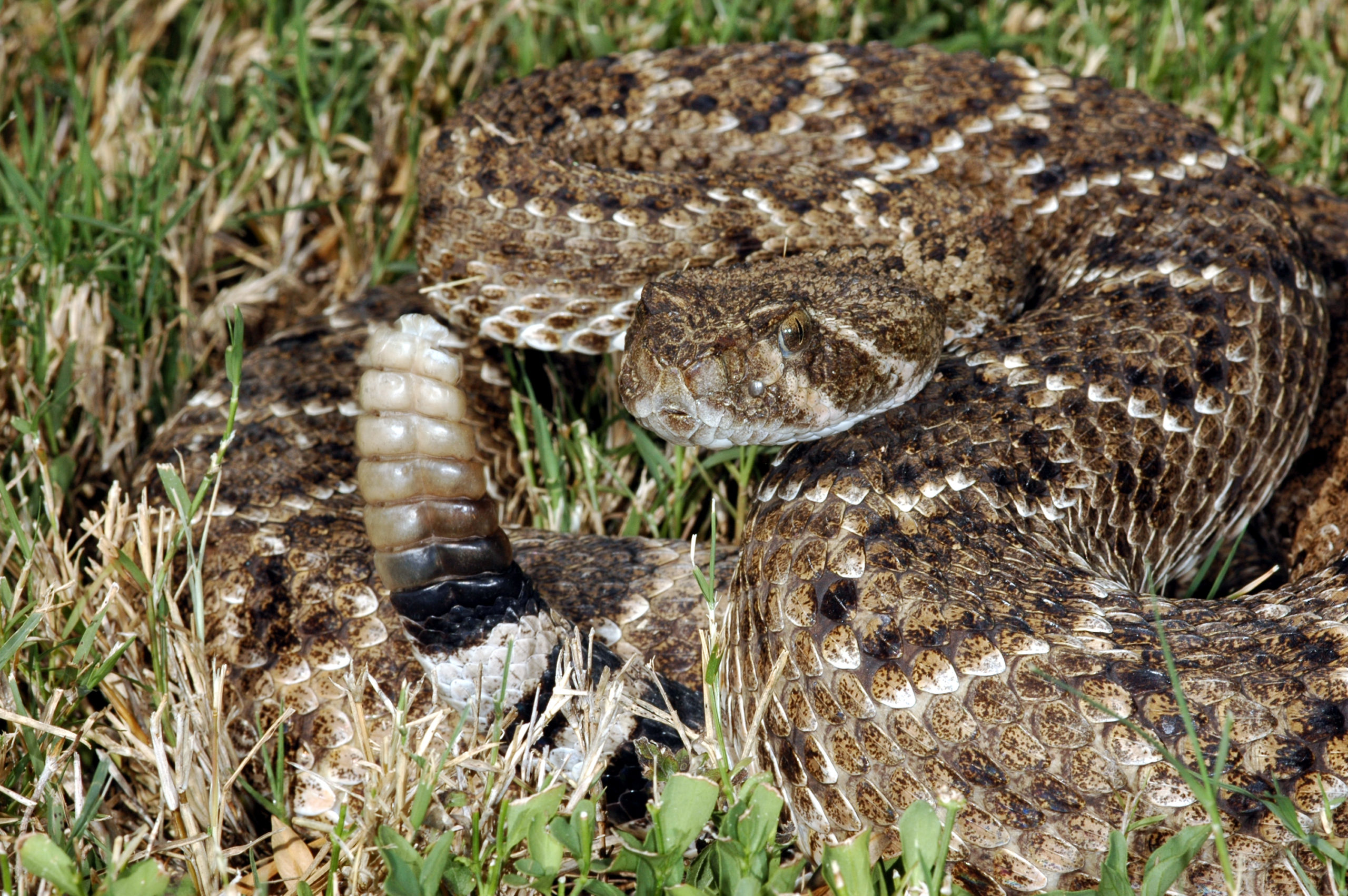 Two New Pit Viper Species Found In Asia - Modern Sciences