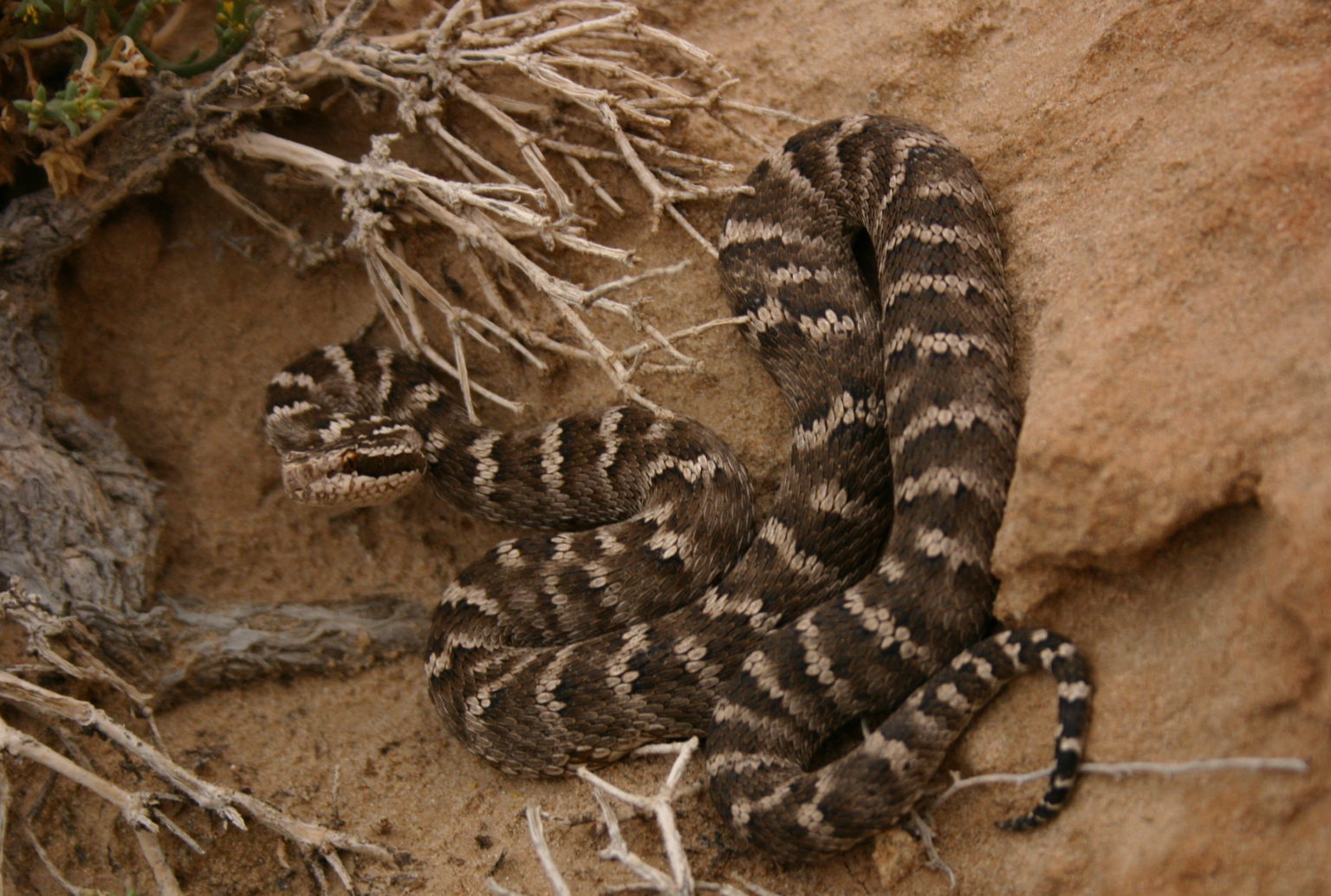 Two New Pit Viper Species Found In Asia - Modern Sciences