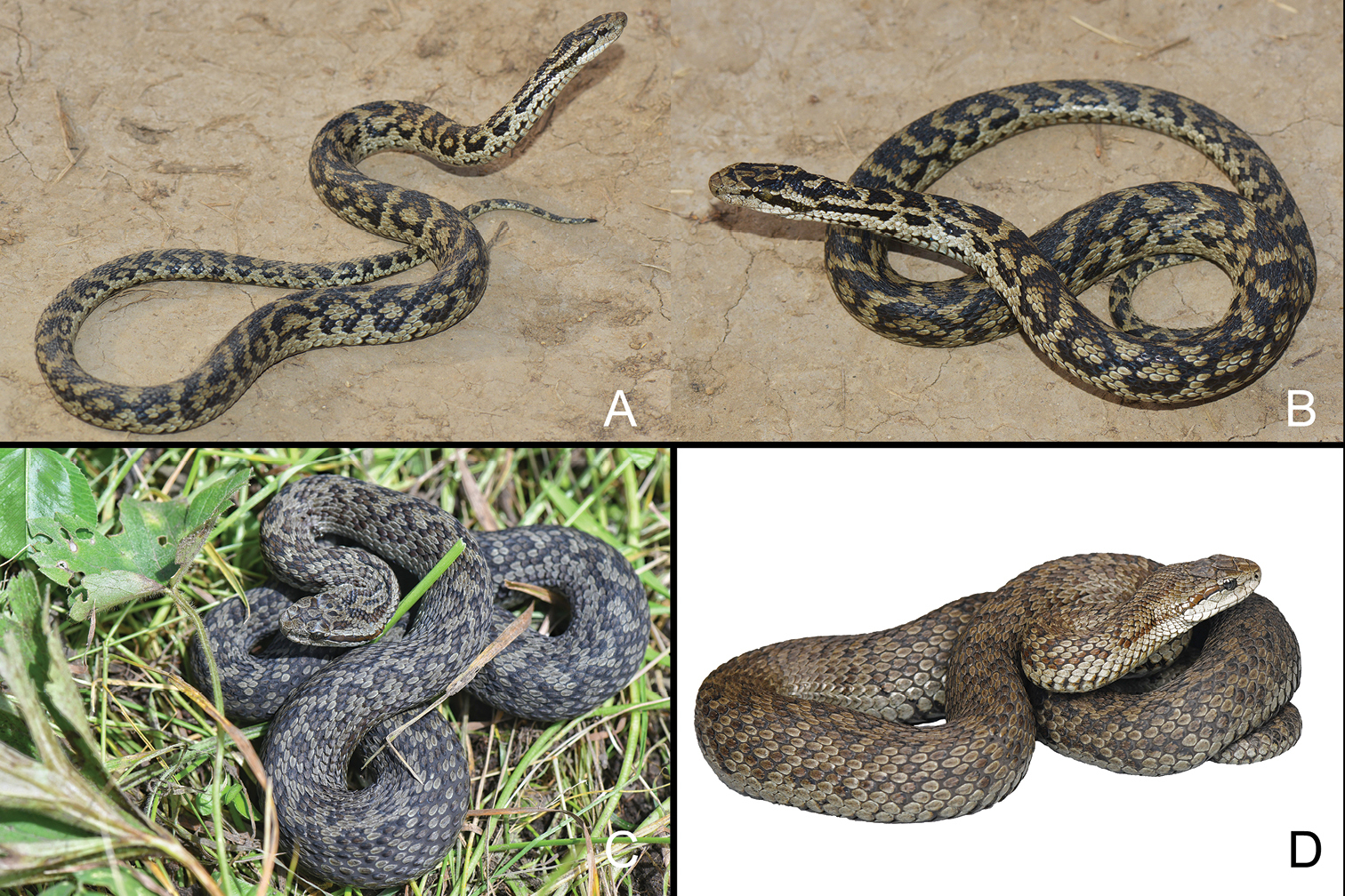 Two New Pit Viper Species Found In Asia - Modern Sciences