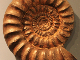 Chernobyl black frogs reveal evolution in action - Modern Sciences