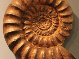 Chernobyl black frogs reveal evolution in action - Modern Sciences