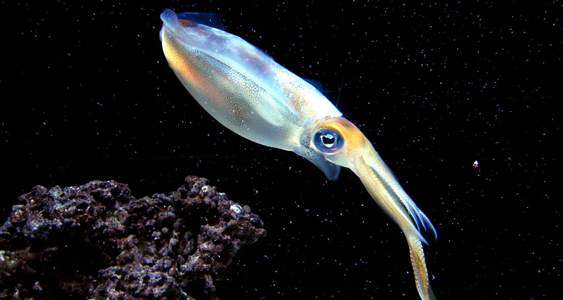 Researchers Found the “Deepest-Dwelling” Squid More Than 6 km Under the ...