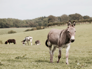 Study Traces the Genetic History of Domestic Sheep Over 12,000 Years ...
