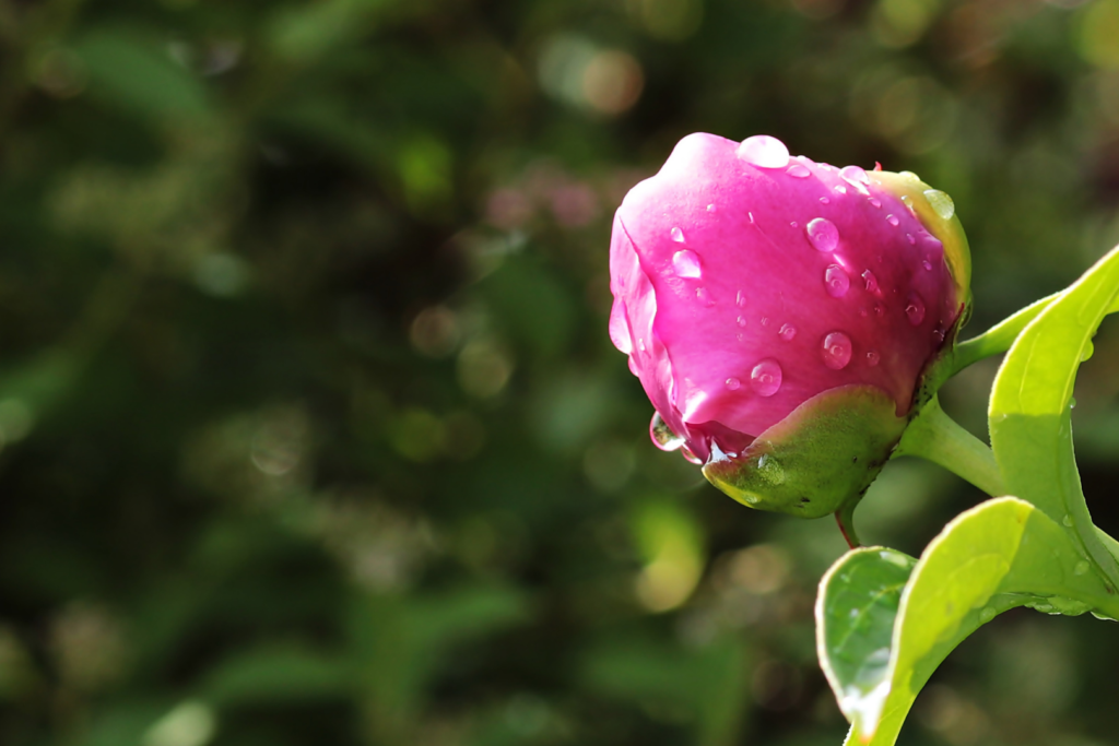 Oldest Flowering Bud Found In 164 Million-Year-Old Plant Fossil ...