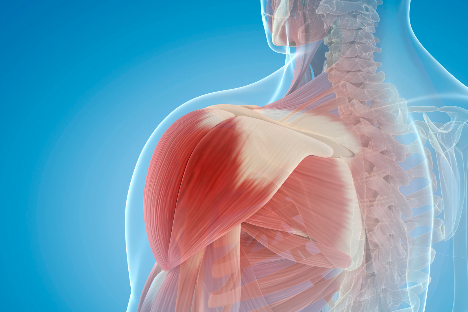 New “Artificial Muscles” Are Made Out Of Human Proteins - Modern Sciences