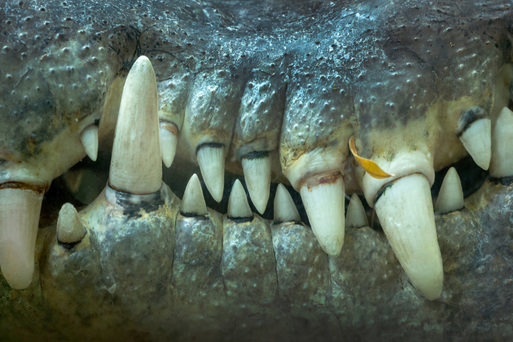 How Teeth Changed the Evolution Game (And Why Some Animals Lost Them ...