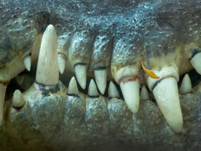 Chernobyl black frogs reveal evolution in action - Modern Sciences