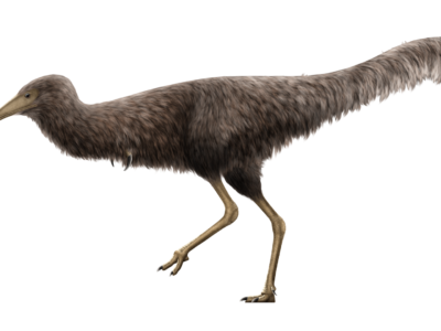 Chernobyl black frogs reveal evolution in action - Modern Sciences