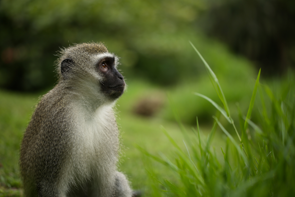 Monkeys can sense their own heartbeats, an ability tied to mental ...