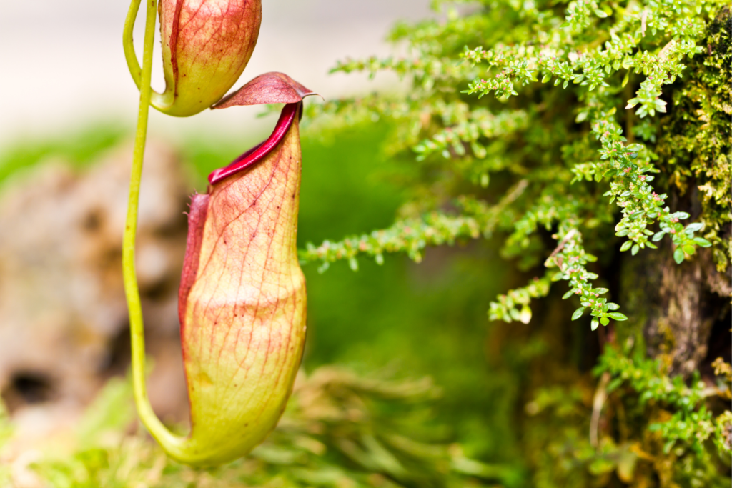 Nature Bites: The Pitcher Plant - Modern Sciences