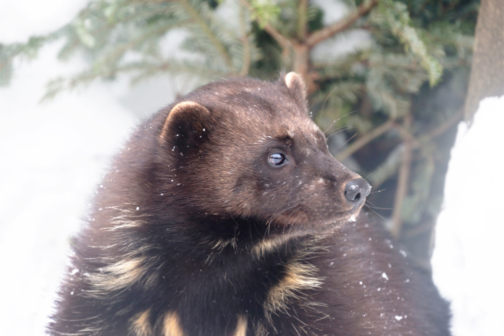 Connecting fragmented wolverine habitat is essential for their ...