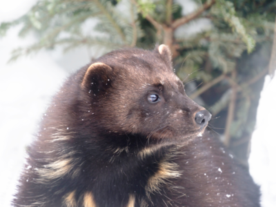 Chernobyl black frogs reveal evolution in action - Modern Sciences