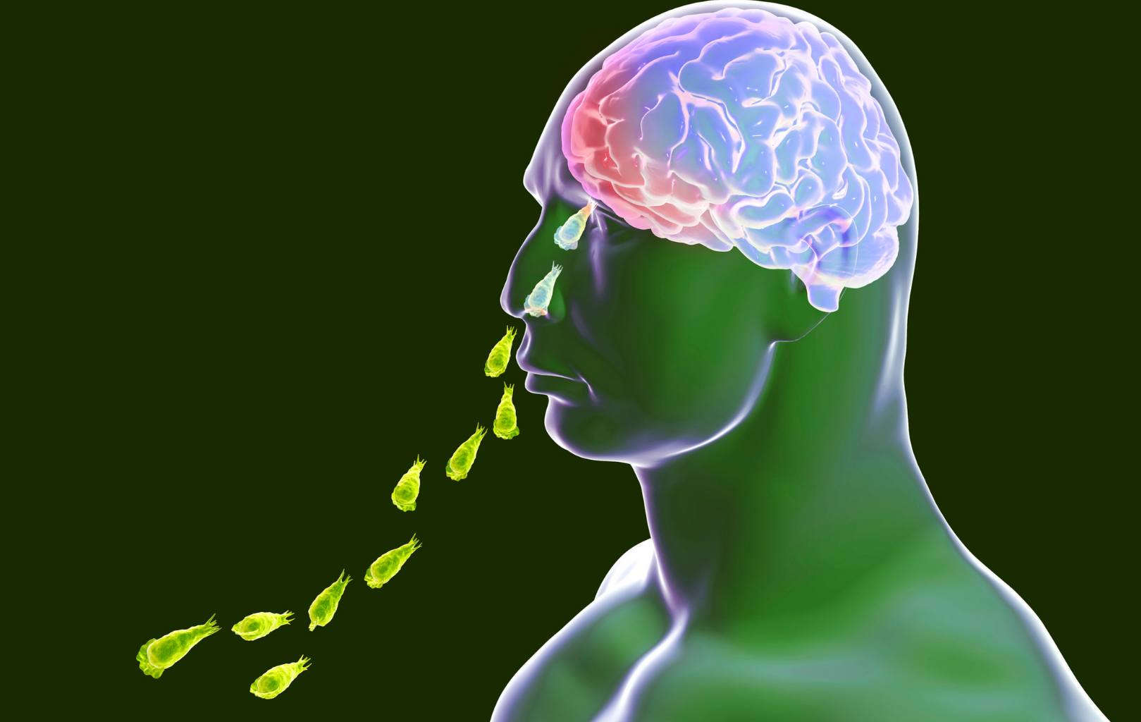 Naegleria fowleri: The “Brain Eater” Amoeba - Modern Sciences