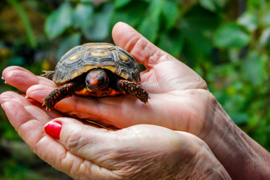 Conservation science still rests on how animals can benefit humans ...