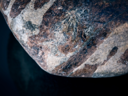 Chernobyl black frogs reveal evolution in action - Modern Sciences