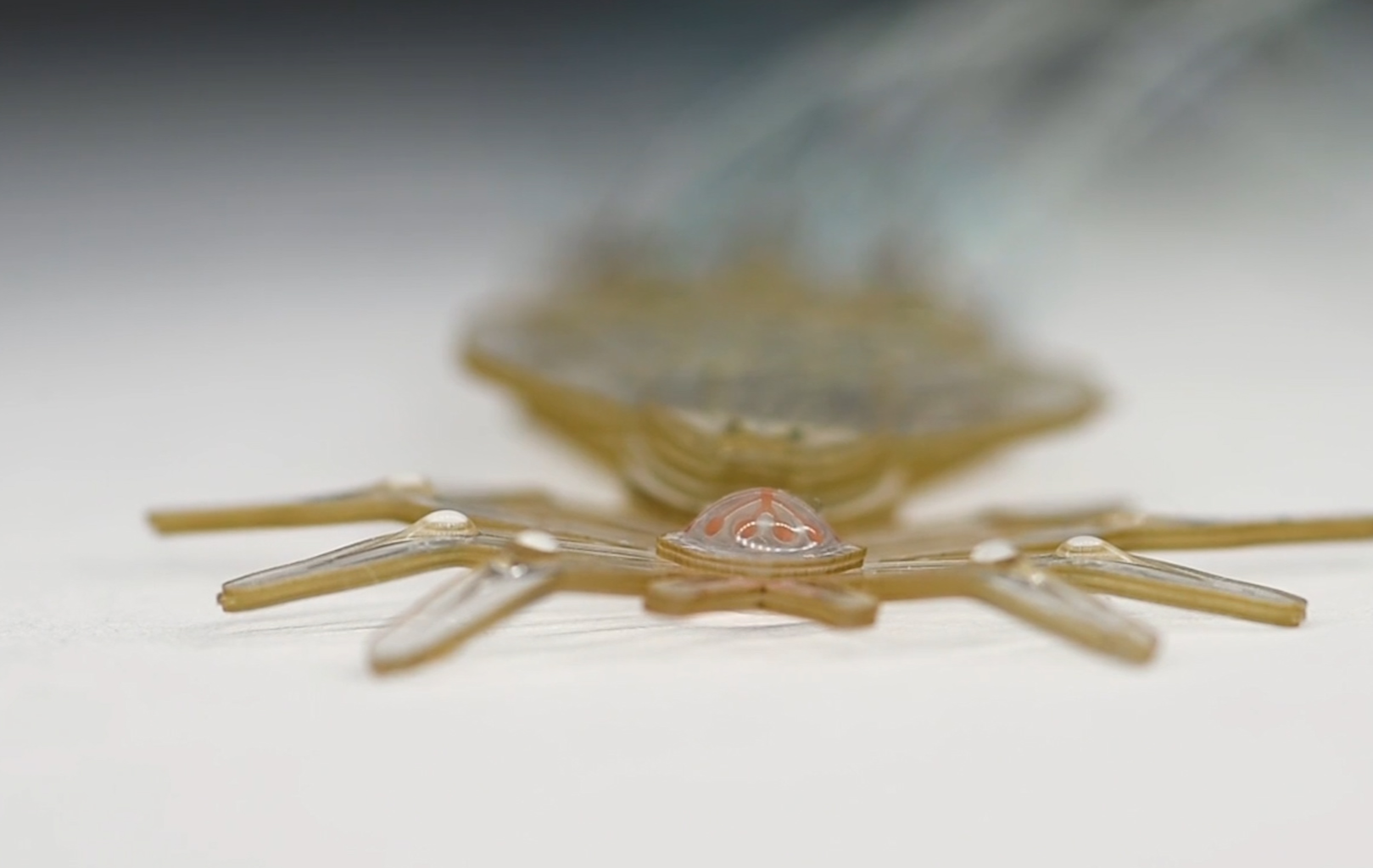 Five of the world’s tiniest robots - Modern Sciences