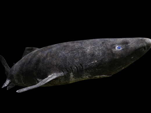 What if the dinosaurs hadn’t gone extinct? Why our world might look very different - Modern Sciences