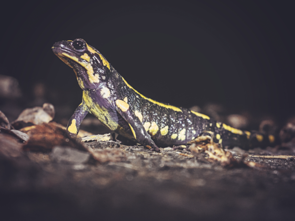 A fossil baby helped scientists explain how mammals thrived after the dinosaur extinction – new ...