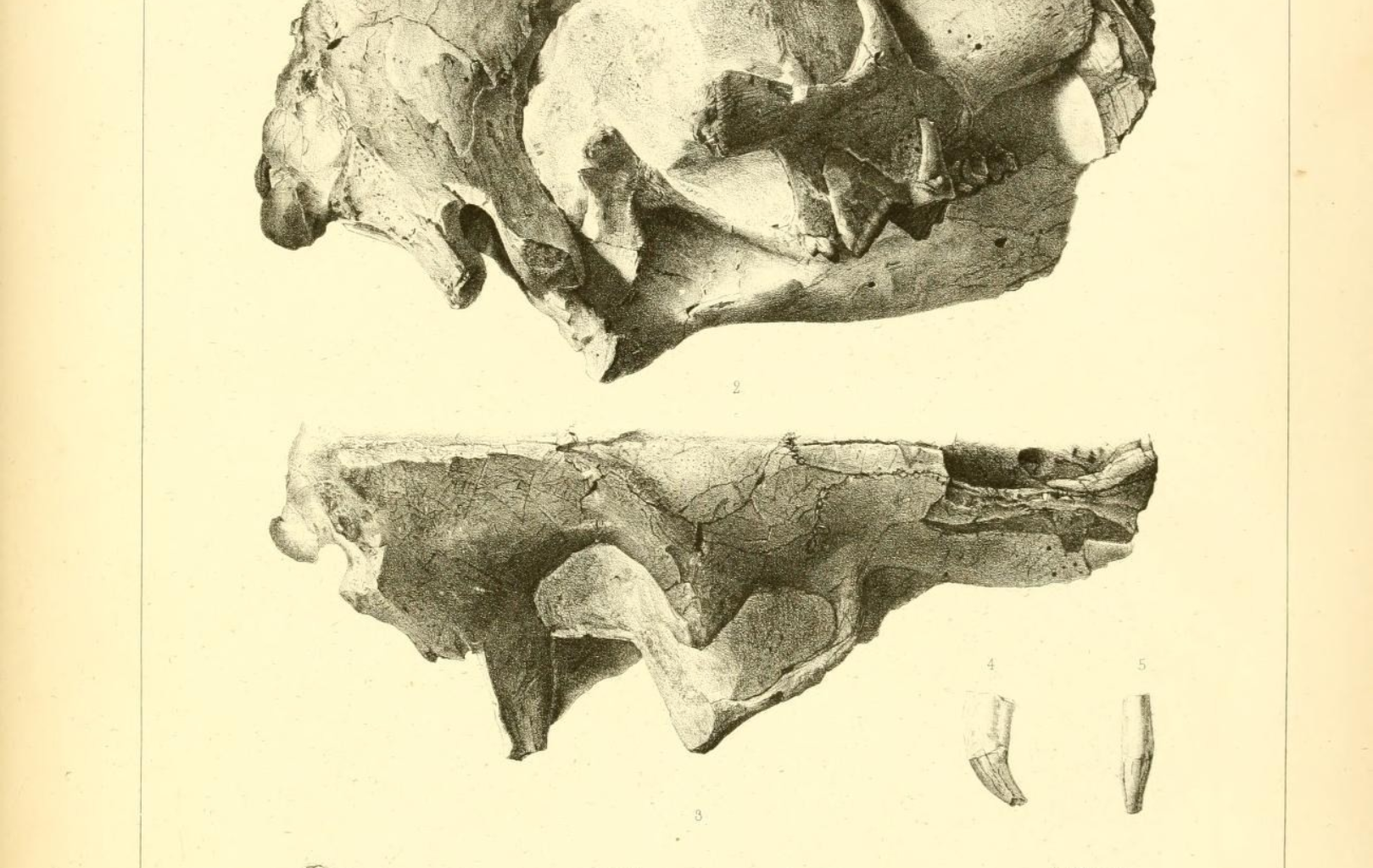 A fossil baby helped scientists explain how mammals thrived after the dinosaur extinction – new ...