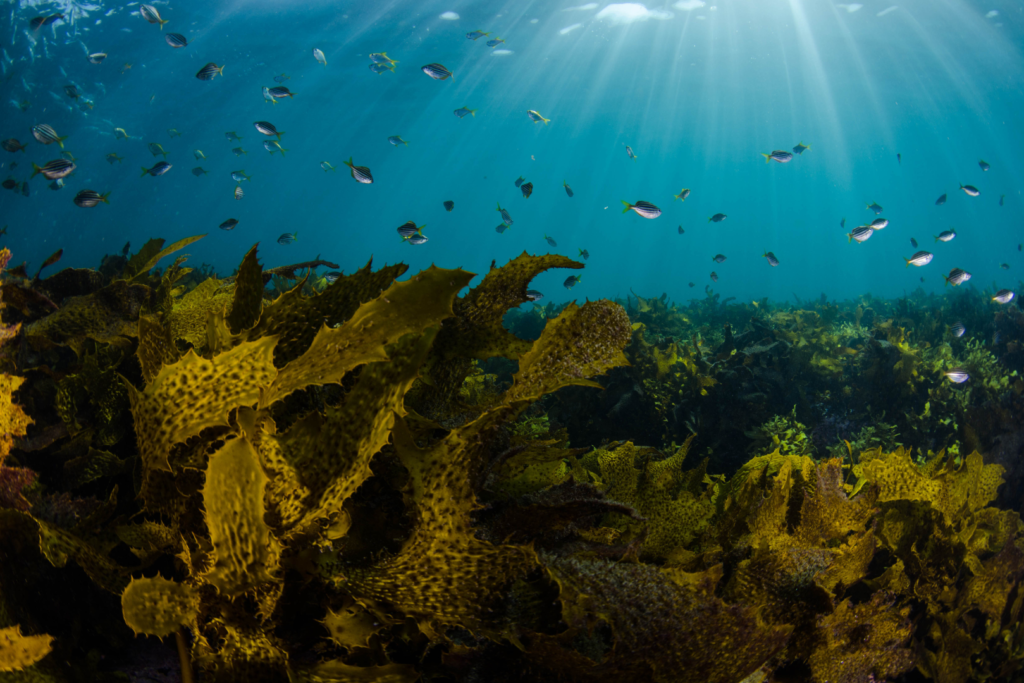 Ever heard of ocean forests? They’re larger than the Amazon and more ...
