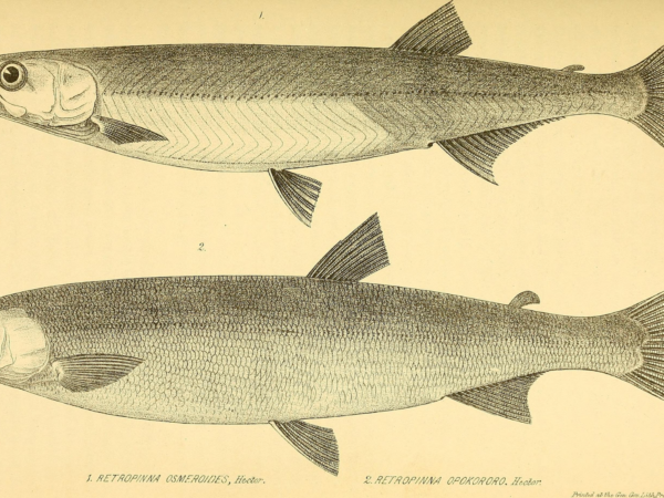 The Rise and Fall of “Leviathan”: When Giant Whales Ruled the Seas ...