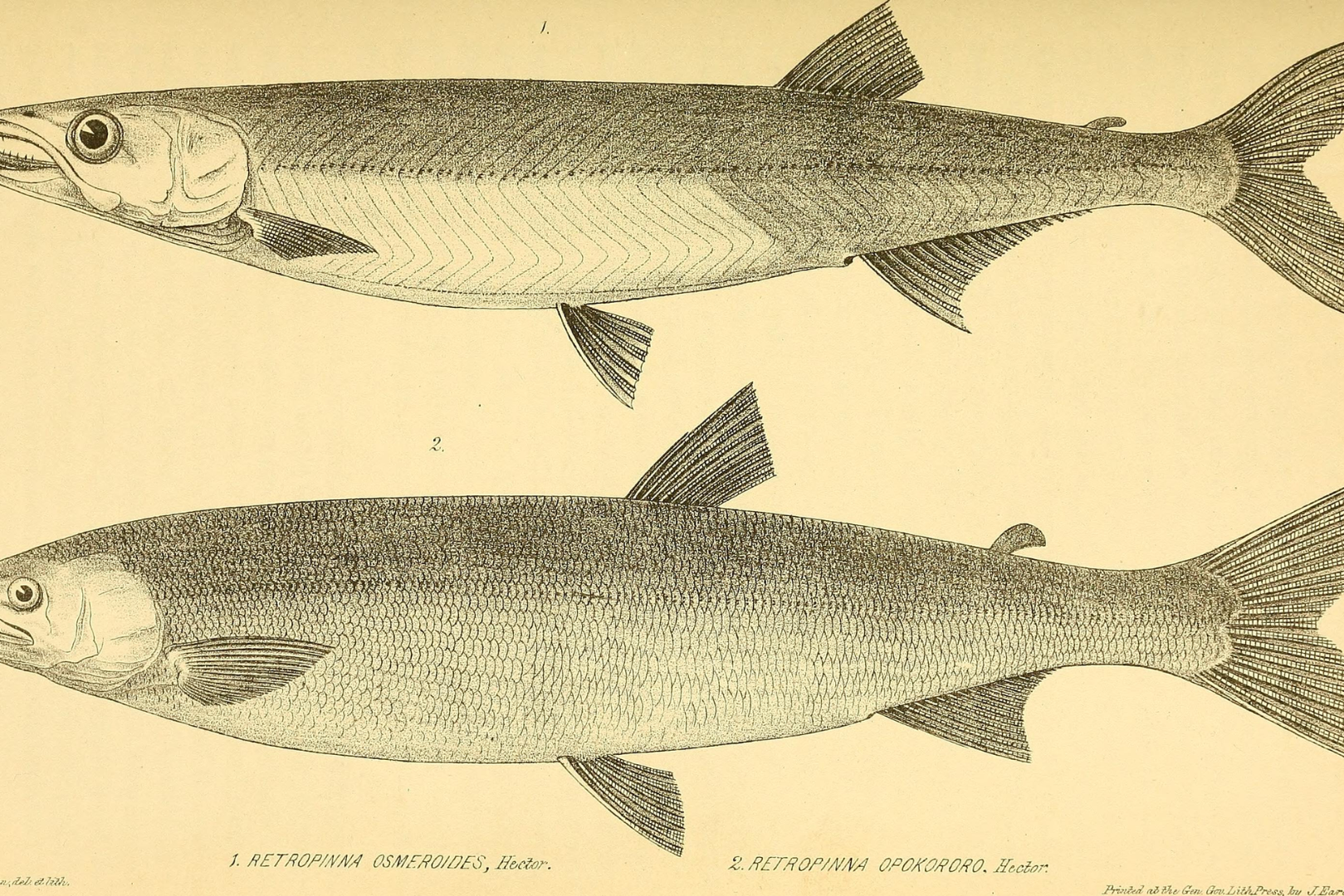 From fertiliser to phantom: DNA cracks a century-old mystery about New ...