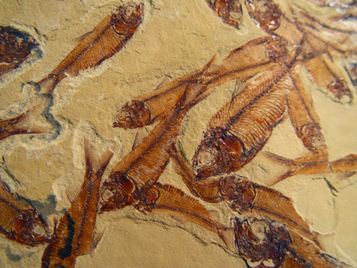 The Bone Wars: How a Bitter Rivalry Gave the Spotlight to Paleontology ...